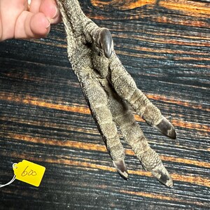 Real Wild Turkey Foot Taxidermy Mount Art Feet Voodoo Unique Christmas ...