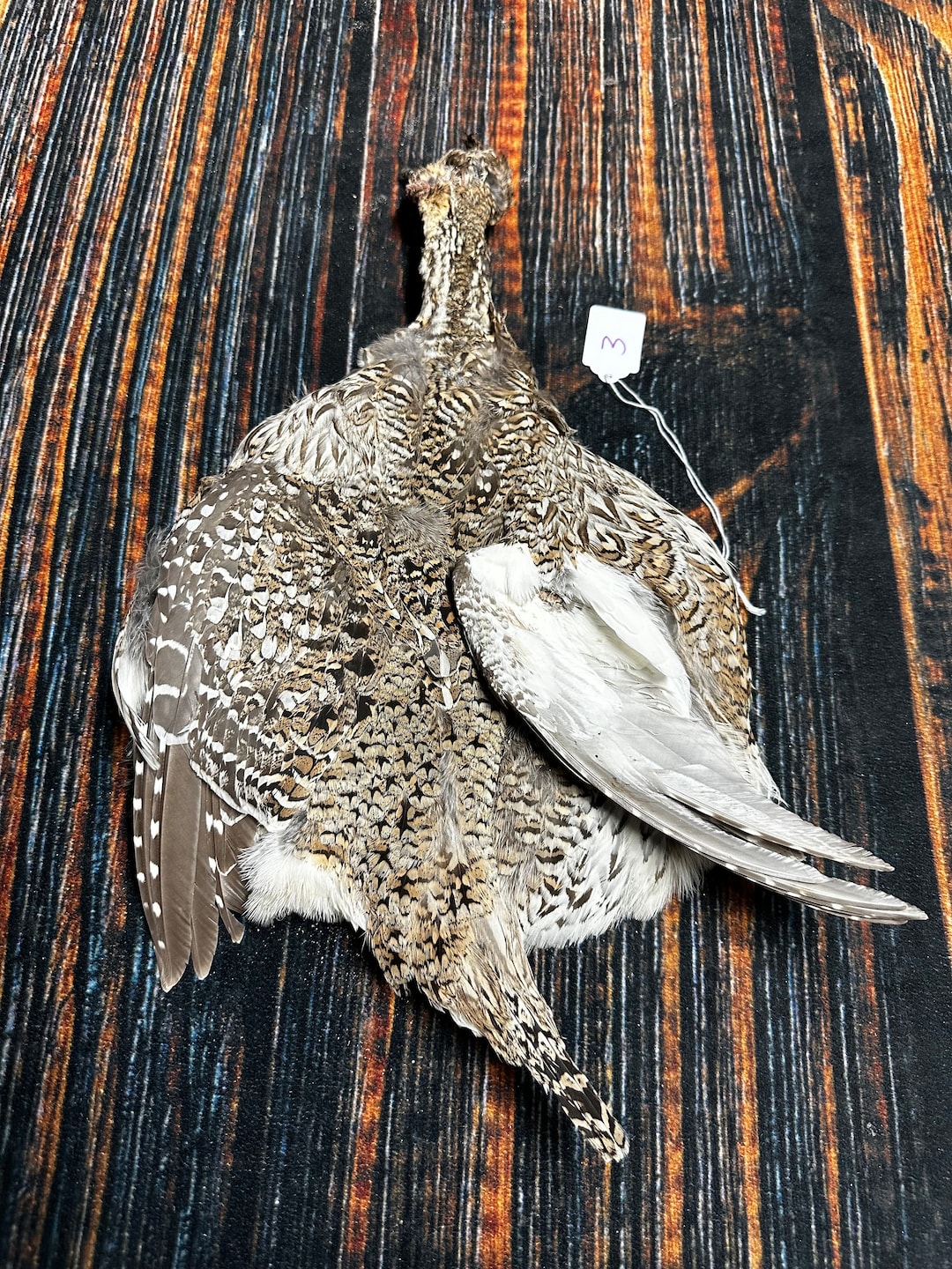 Real South Dakota Grouse Skin Feather Millinery Bustle Western Decor ...