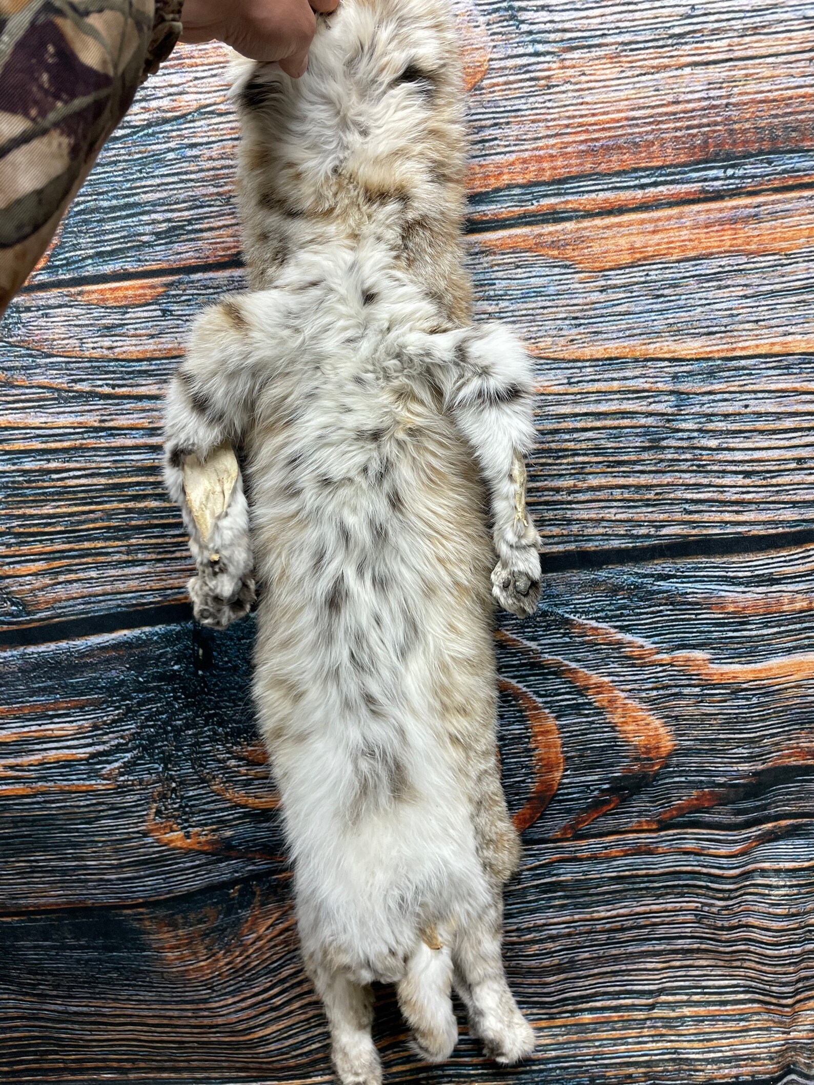 Real South Dakota tanned bobcat fur hide with feet she shed | Etsy