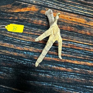 Real Wild Turkey Foot Taxidermy Mount Art Feet Voodoo Unique Christmas ...