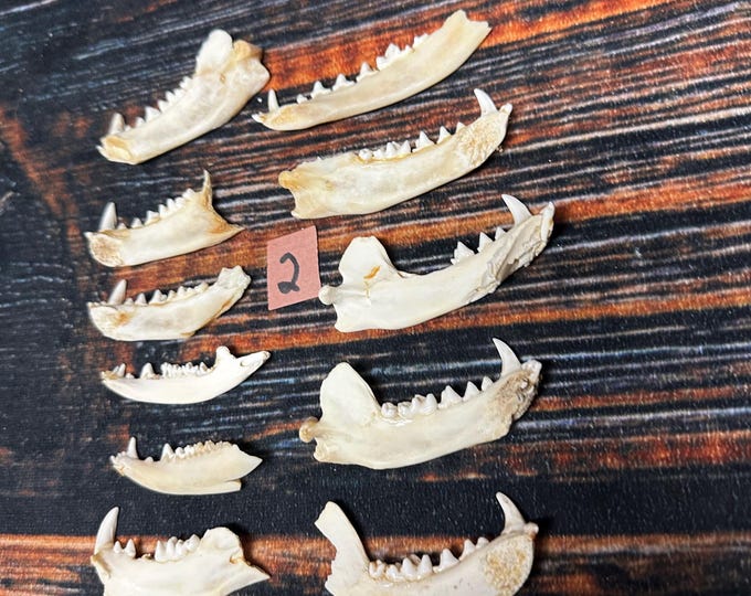 11 Badger Red Fox Jaw Knife Handle Man Cave Craft Supply MOUNTAIN Man ...