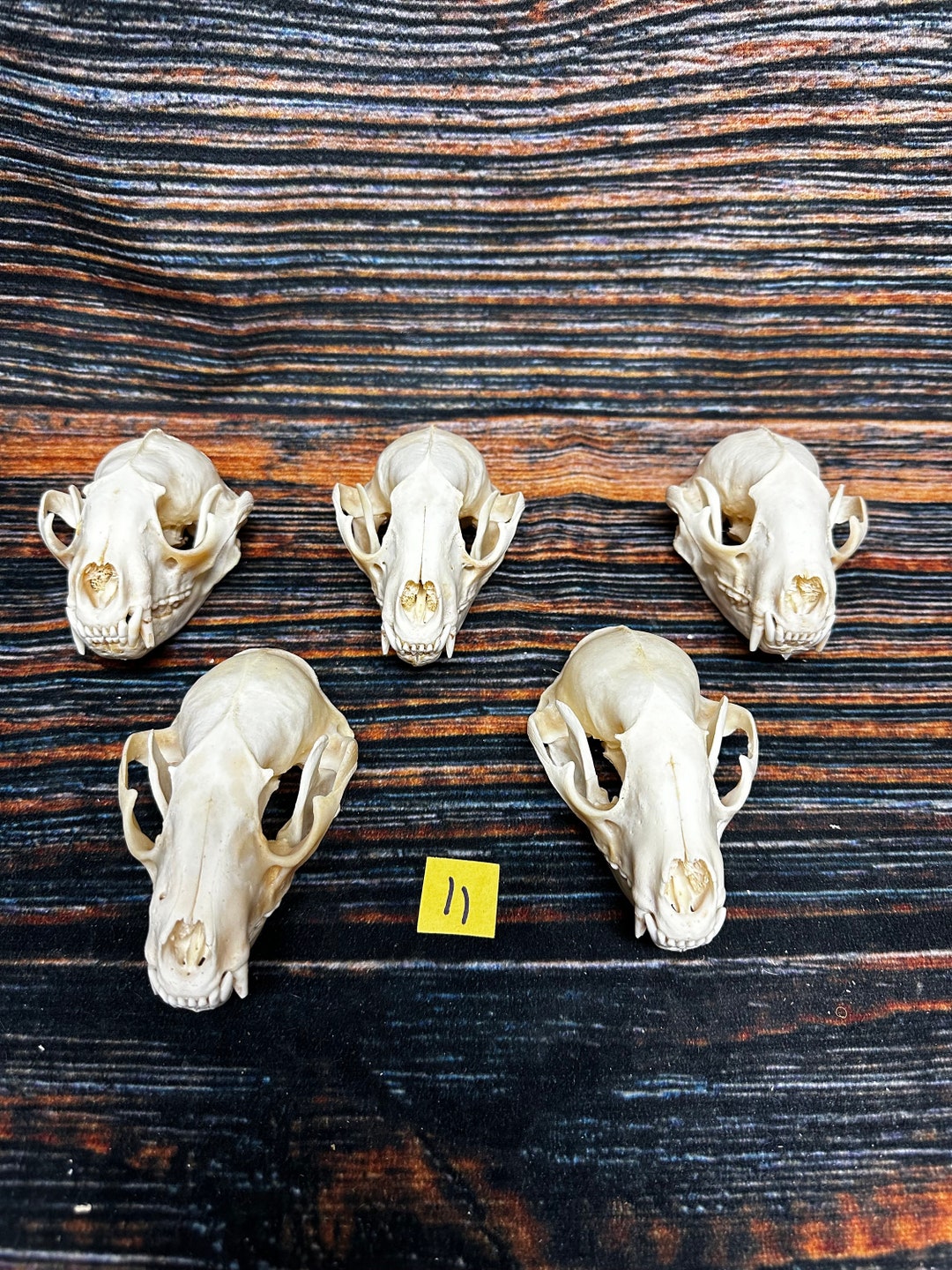 5 Real Raccoon Skulls Heads Bone Educational Model Garden Decor ...