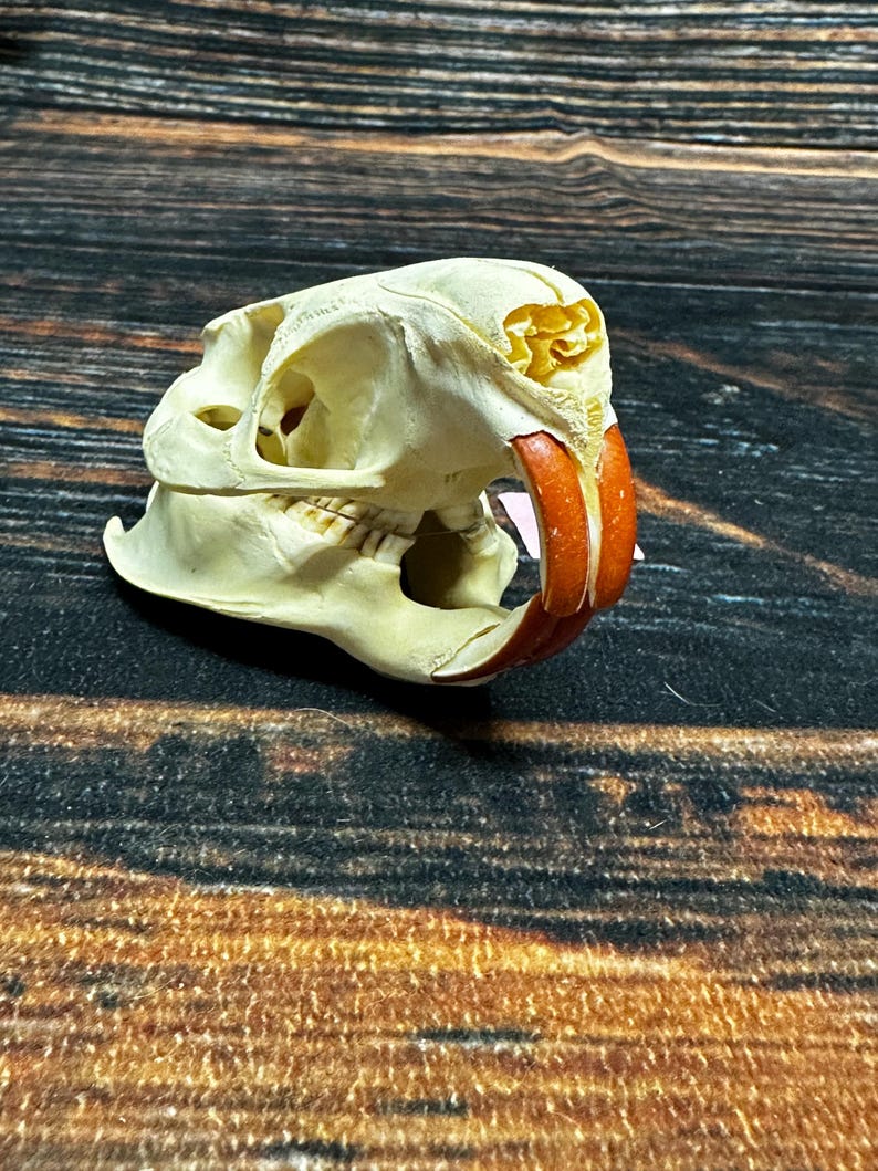 Real XXL Nutria Skull Gothic Unique Christmas Gift Halloween Cabin Man ...