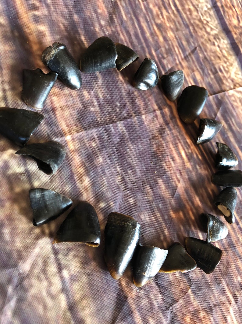 20 Real Deer Dew Claws Hooves Foot Native American Beads Art Craft ...