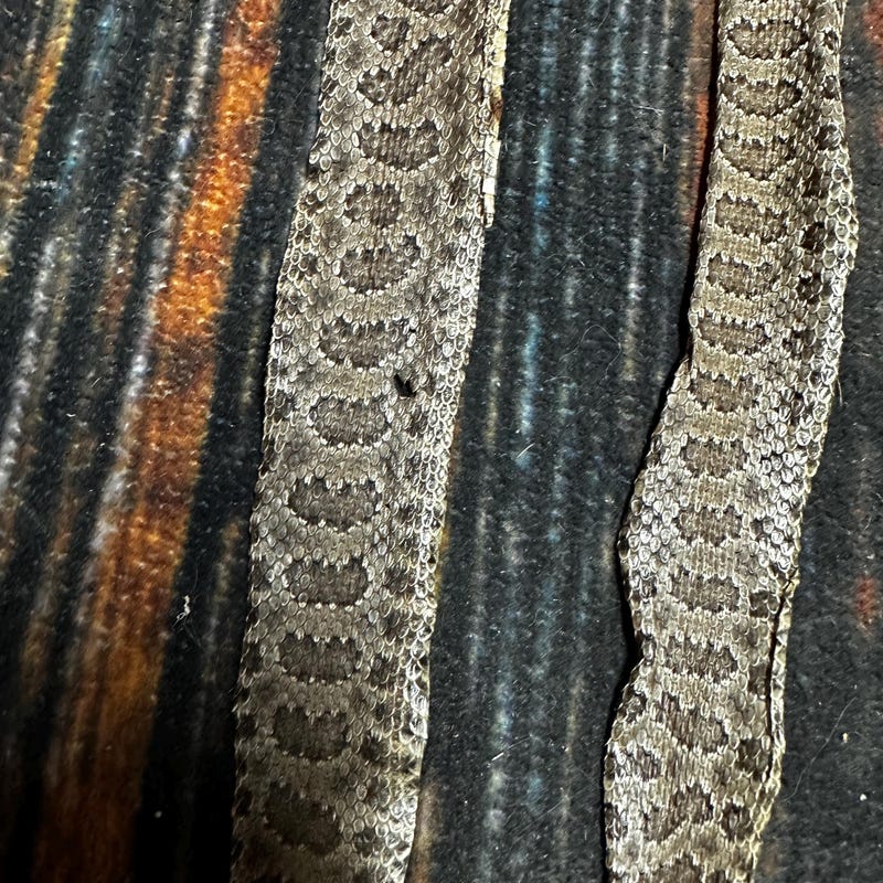 Rattlesnake Skin - Etsy