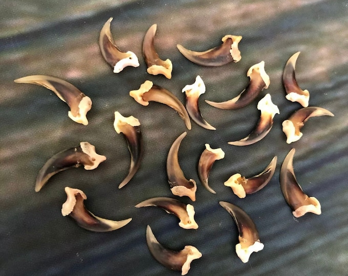 20 Real Red Fox Claws Mountain Man Western Art Craft Supply - Etsy