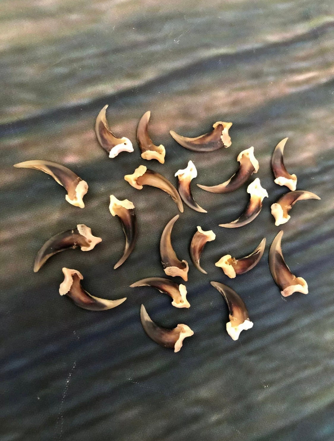 20 Real Red Fox Claws Mountain Man Western Art Craft Supply - Etsy