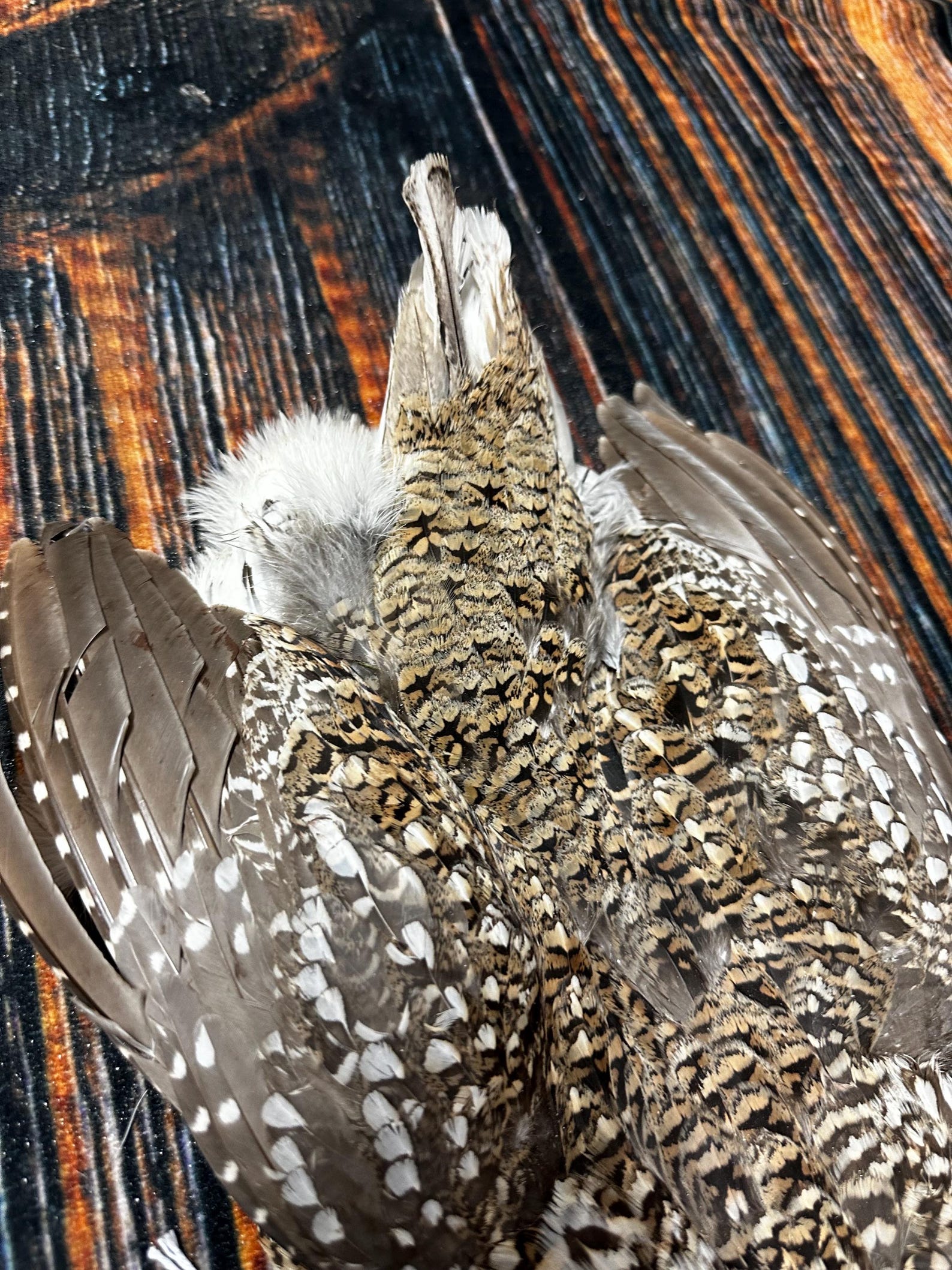Real South Dakota Grouse Skin Feather Millinery Bustle Western Decor ...