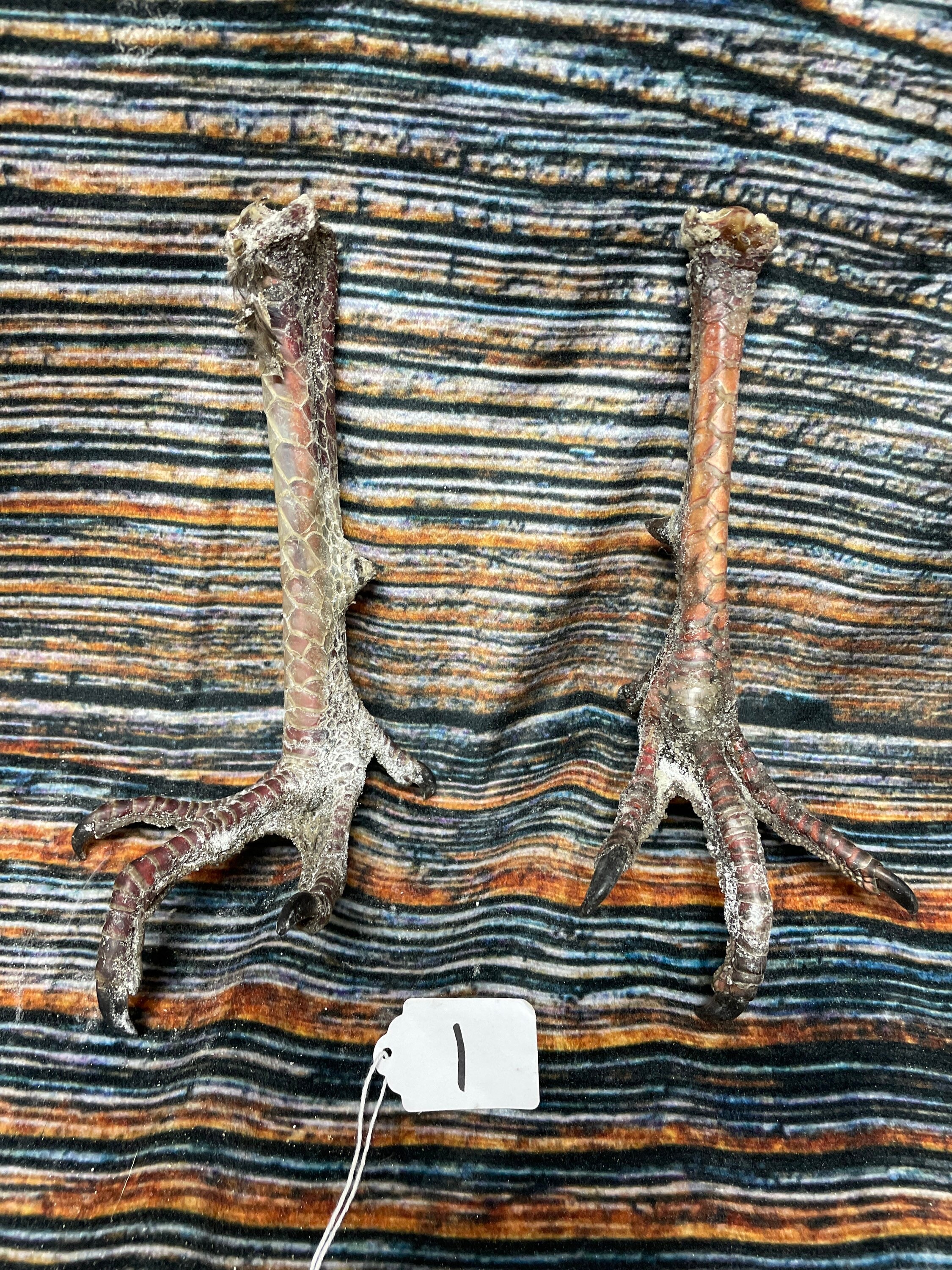 1 Real Wild Turkey Feet Taxidermy Arts Witchcraft Spell Voodoo Hoodoo ...