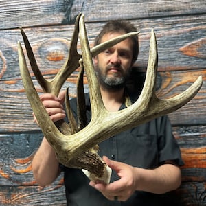 Trophy Wild 11 Point Whitetail Deer Antler Rack Horn Set Unique ...