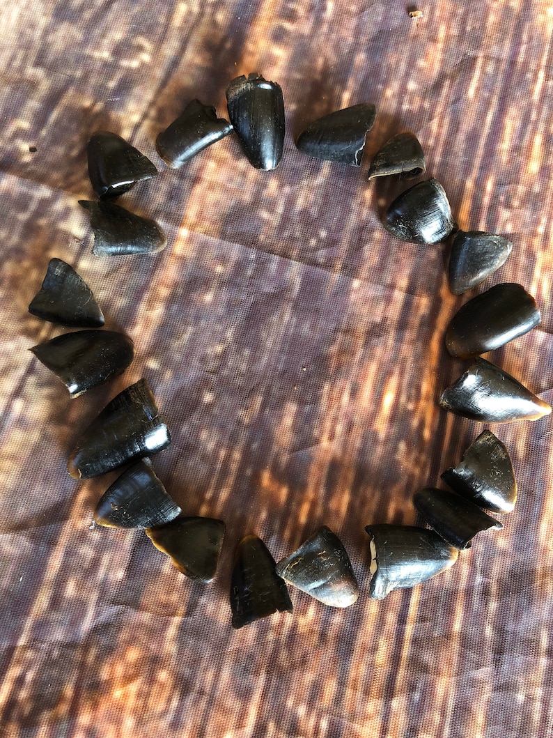 20 Real Deer Dew Claws Hooves Foot Native American Beads Art Craft ...