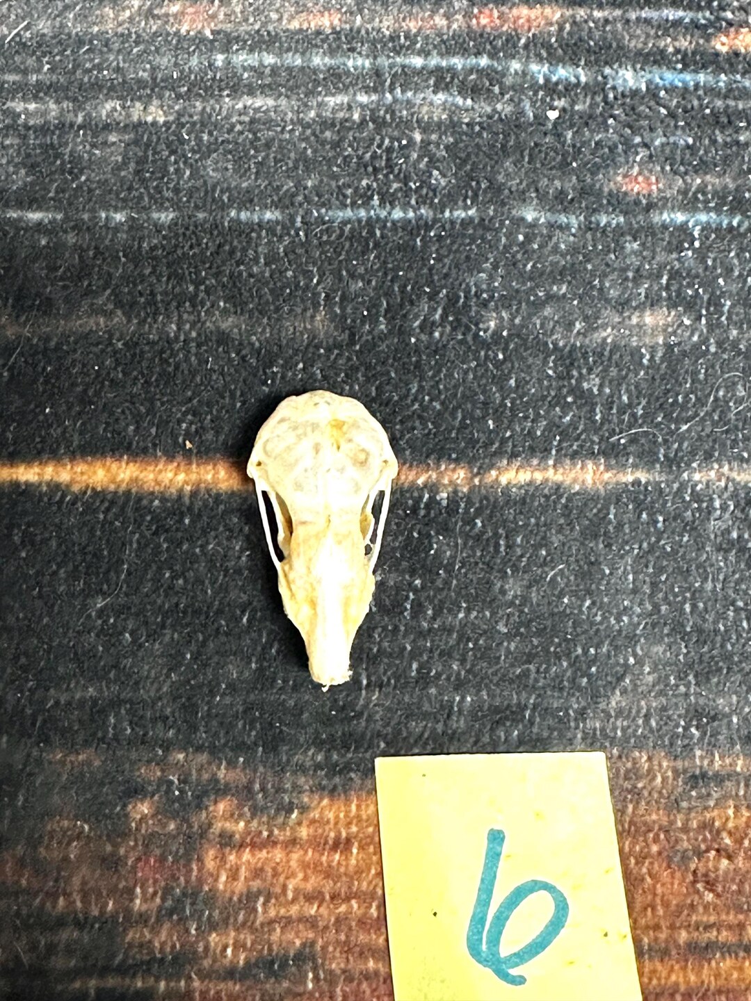 Odd Real XL Mole Skull Animal Bone Unique Christmas Gift Collection ...