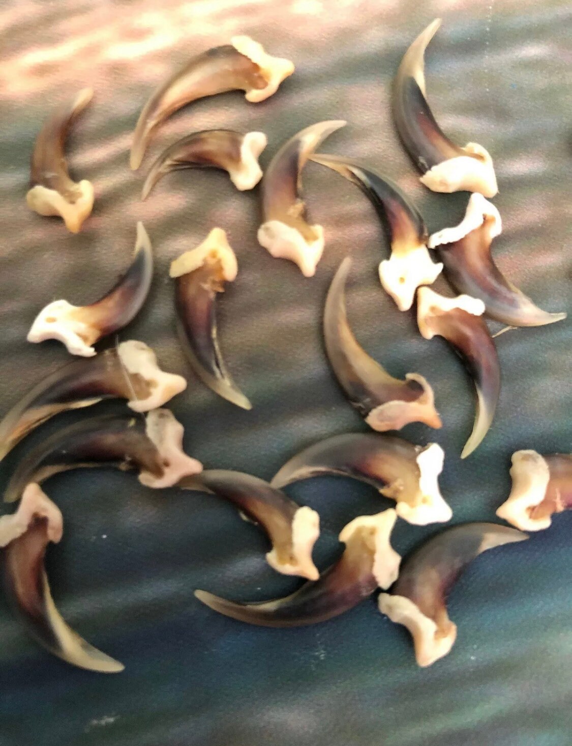 20 Real Red Fox Claws Mountain Man Western Art Craft Supply | Etsy