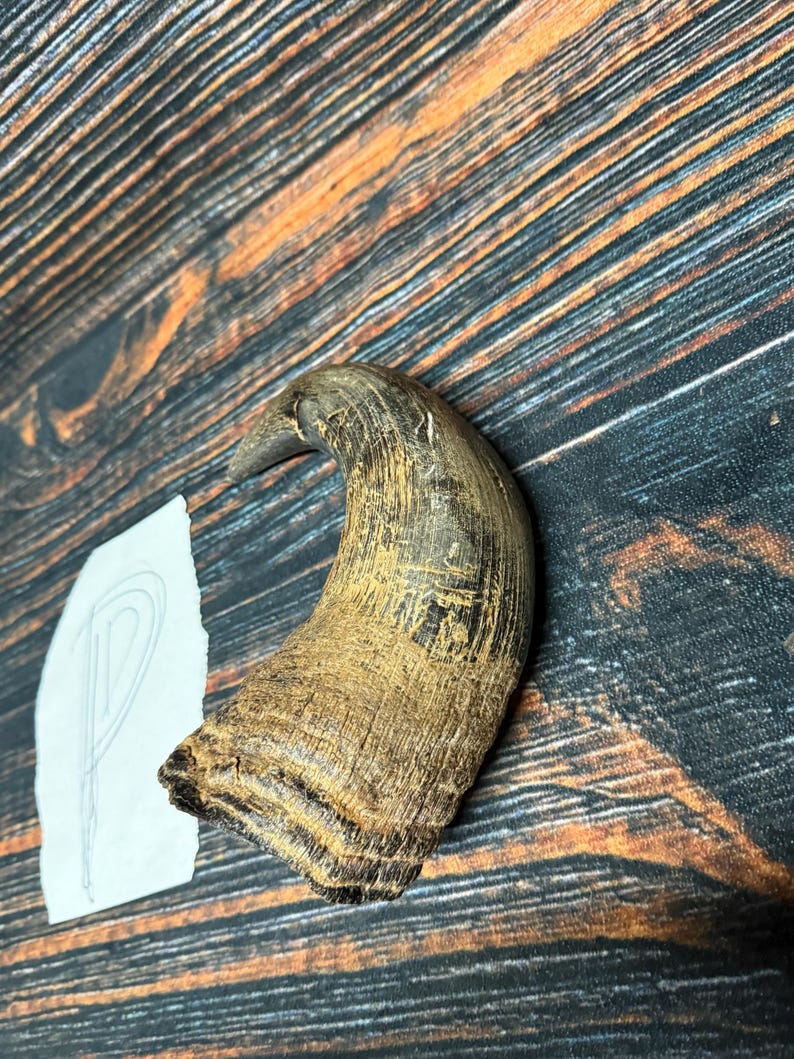 Real Herd Bull American Bison Buffalo Horn Cap Western Yard Decor Art ...