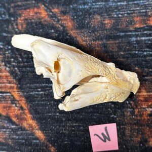 REAL Farm Raised Snapping Turtle Skull Head Reptile Taxidermy Mount Art ...