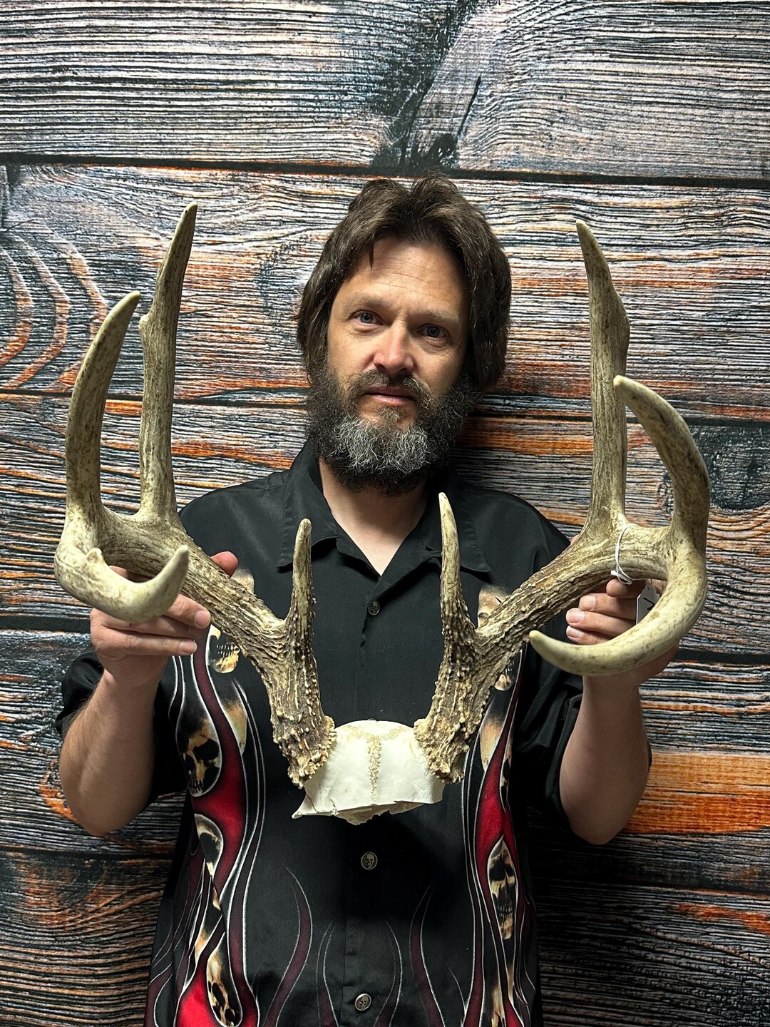 Trophy Wild 8 Point Whitetail Deer Rack Antler Mount Horn Head Unique ...