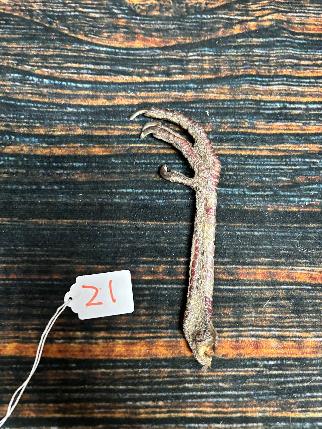 Real Wild Turkey Foot Taxidermy Mount Art Feet Voodoo Unique Christmas ...