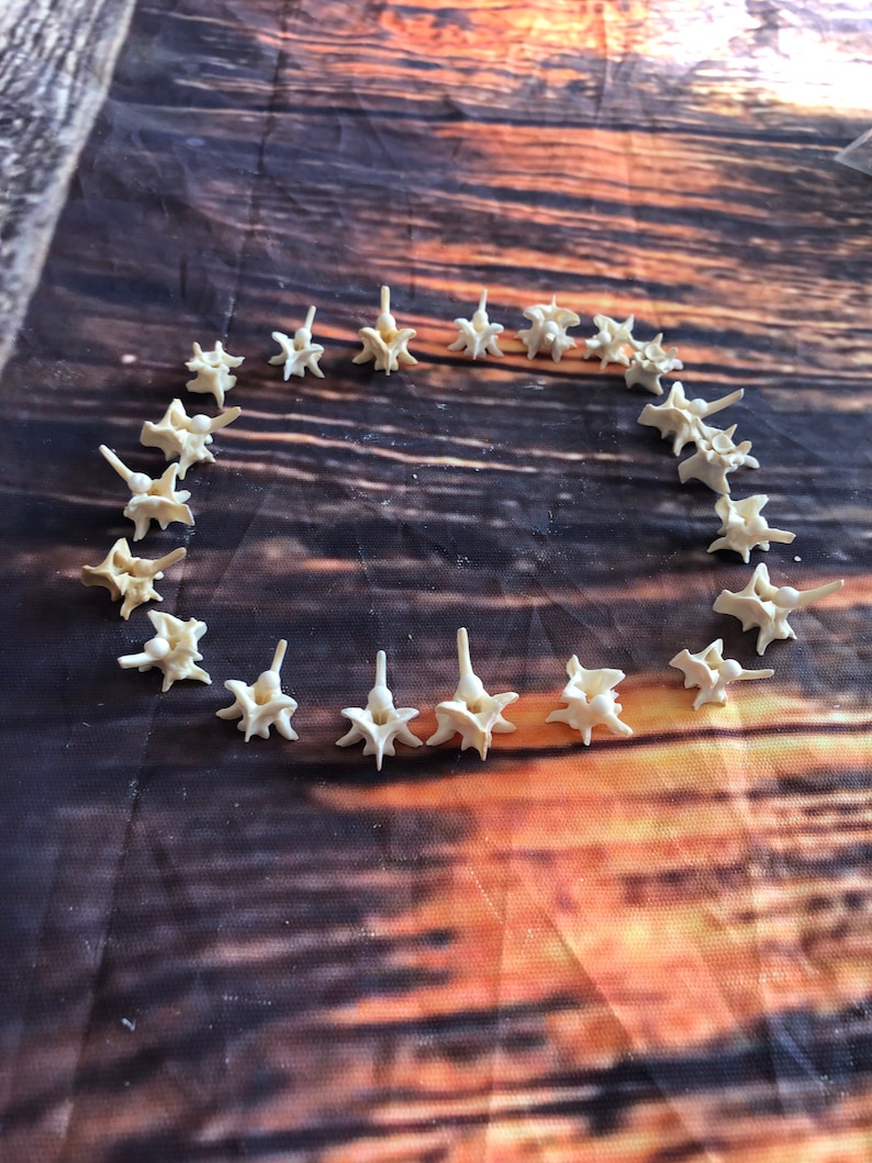 20 Real Jumbo Rattlesnake Vertebrae bone gothic voodoo | Etsy