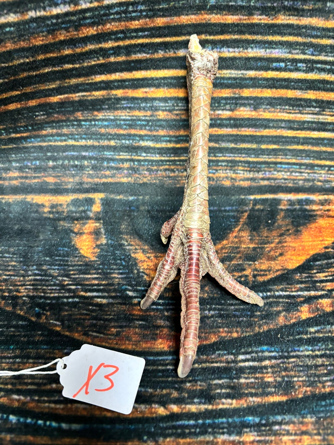 Real Wild Turkey Foot Taxidermy Mount Art Feet Voodoo Unique Christmas ...