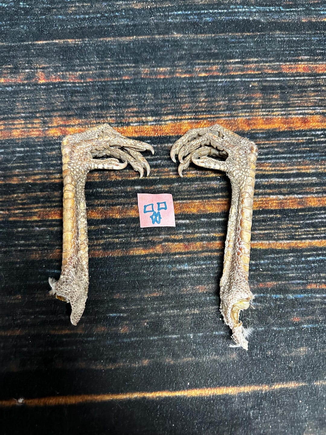 Real Turkey Feet Pair Taxidermy Repair Animal Mount Witchcraft Voodoo ...