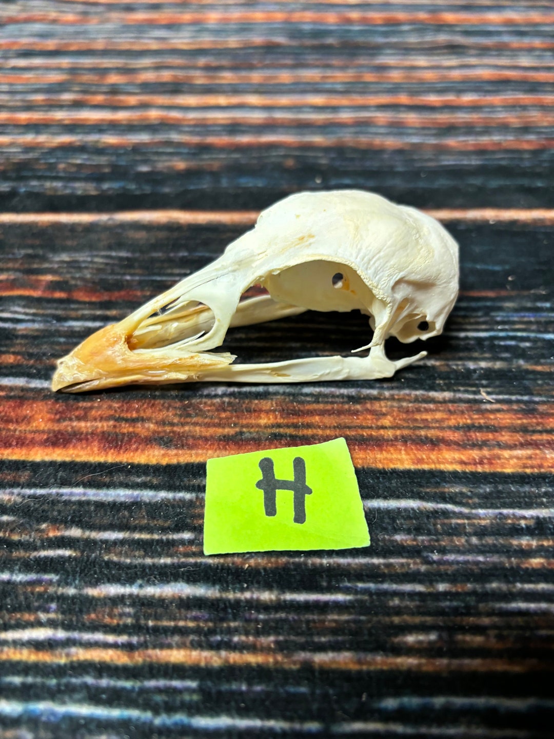 Real XL Turkey Skull Animal Fowl Unique Christmas Gift Art Bird Mount ...