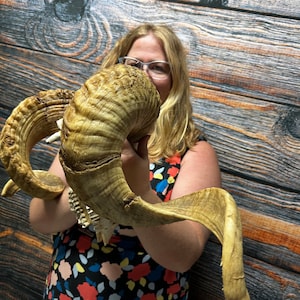 Real Ram Skull Head Sheep With Big Horns Western Decoration Man Cave ...