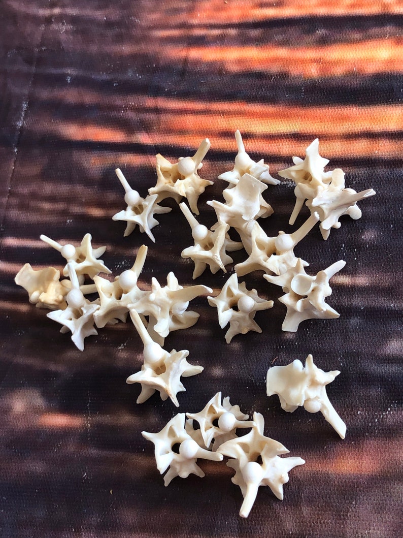 20 Real Jumbo Rattlesnake Vertebrae bone gothic voodoo | Etsy