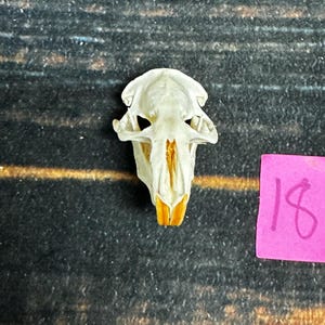 Real XL Pocket Gopher Skull Animal Mount Unique Birthday Gift Art ...