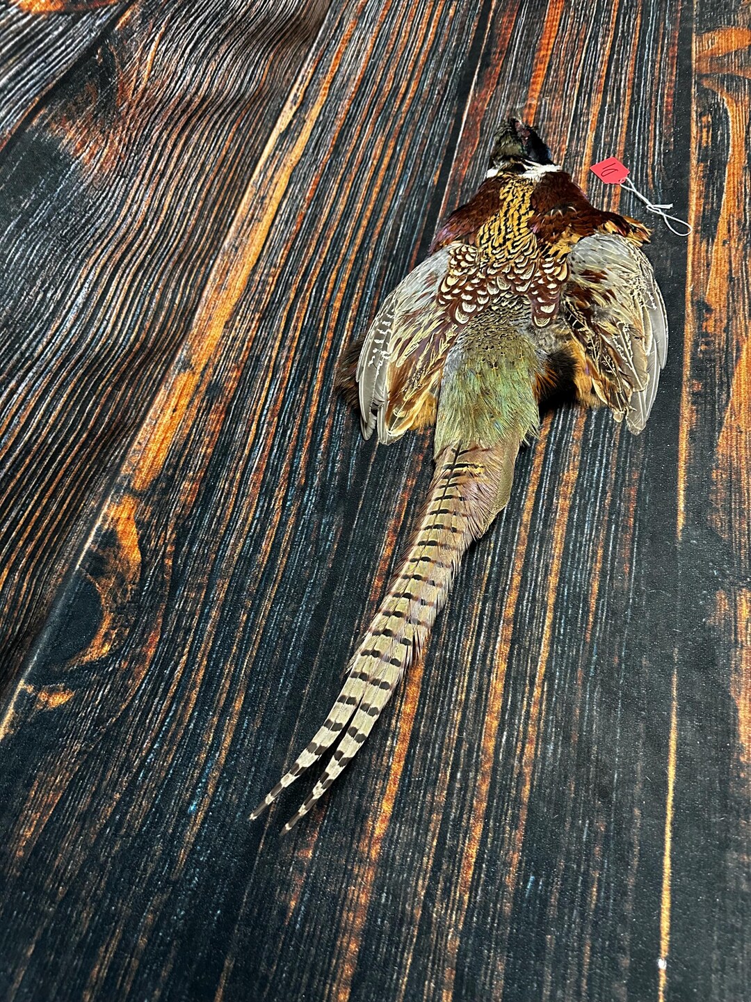 Real Ringneck Pheasant Skin Feather Millinery Bustle Western Decor Art ...