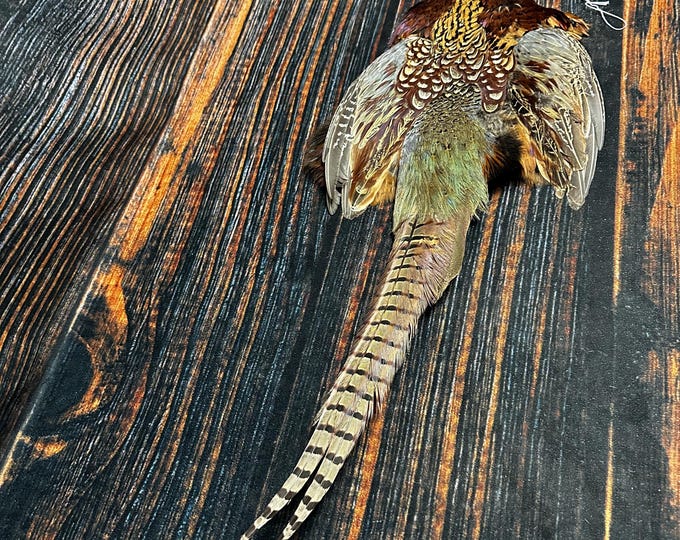 Real Ringneck Pheasant Skin Feather Millinery Bustle Western Decor Art ...