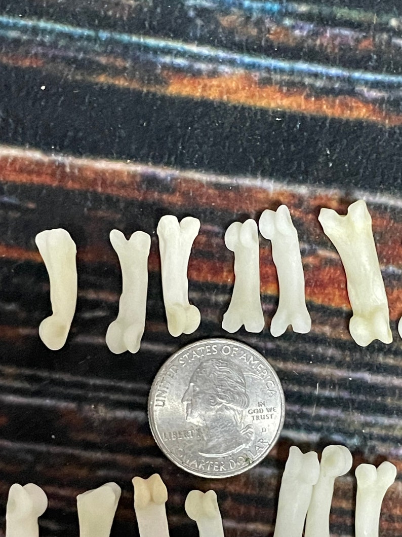 20 Real Bobcat Toe Bone Mountain Man Craft Art Supplies Jewelry ...