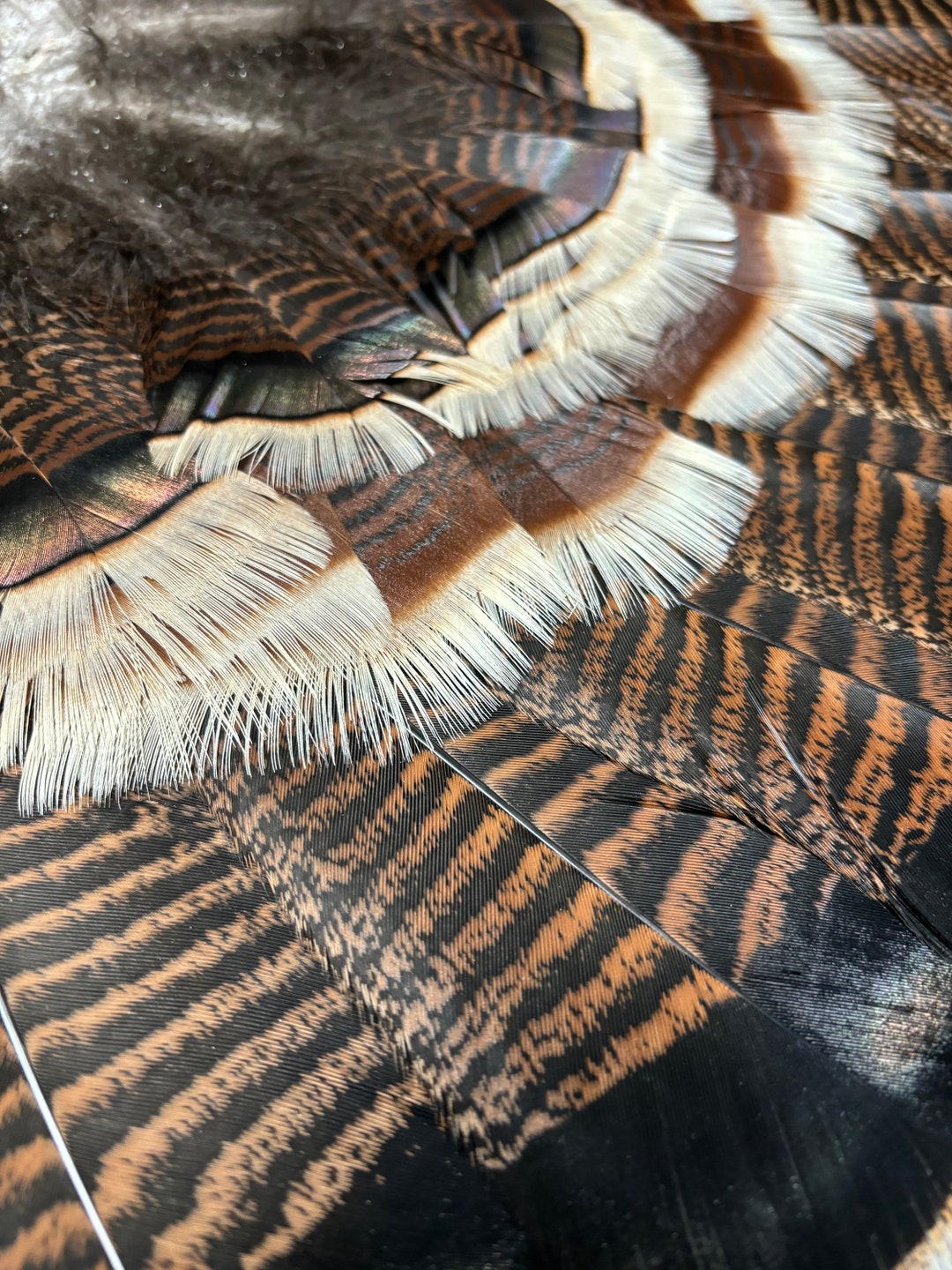 Real Wild Turkey Tail Merriam Feather Millinery Big Tom Decoy Bustle ...