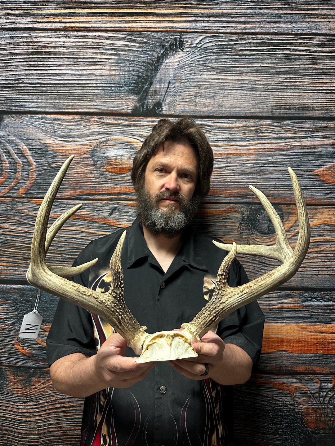 Trophy Wild 8 Point Whitetail Deer Rack Antler Mount Horn Head Unique ...