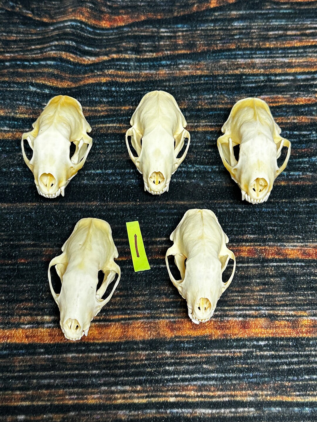 5 Real XL Skunk Skull Bone Animal Mount Man Cave Cabin Western Decor ...