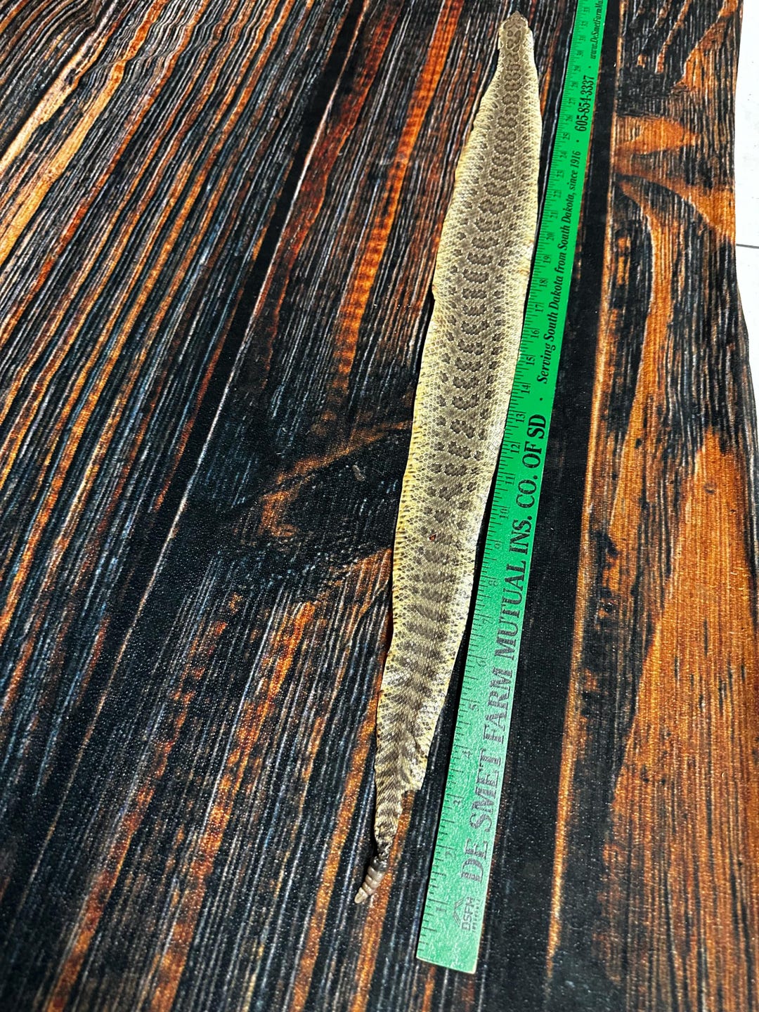 REAL Rattlesnake Skin Prairie Rattler Hide Soft Tanned Bow Wrap Blank ...