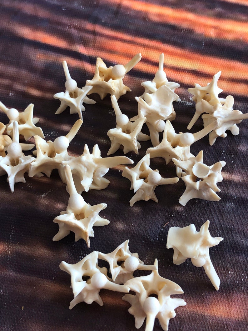 20 Real Jumbo Rattlesnake Vertebrae bone gothic voodoo | Etsy
