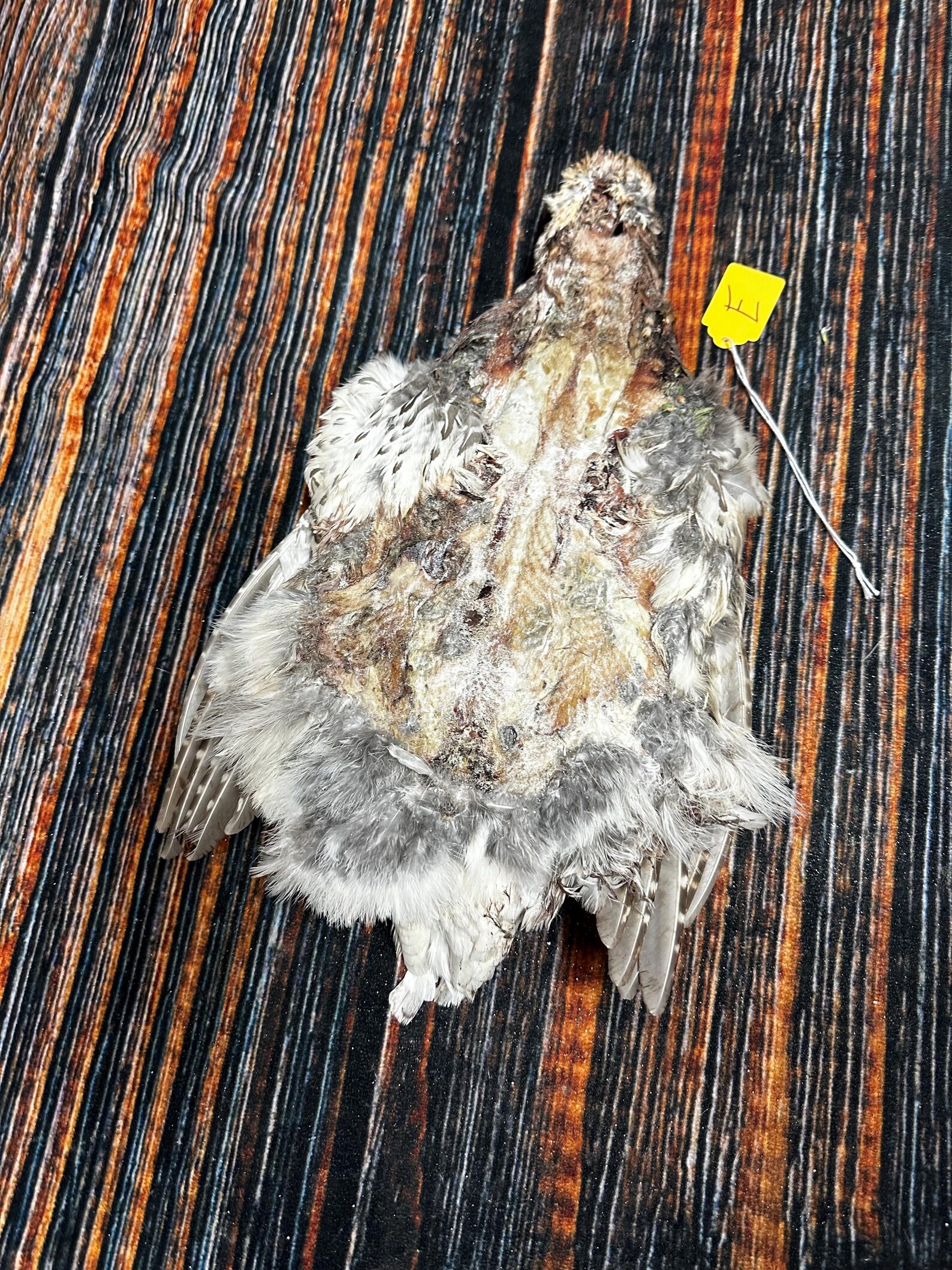 Real South Dakota Grouse Skin Feather Millinery Bustle Western Decor ...