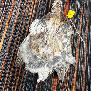 Real South Dakota Grouse Skin Feather Millinery Bustle Western Decor ...