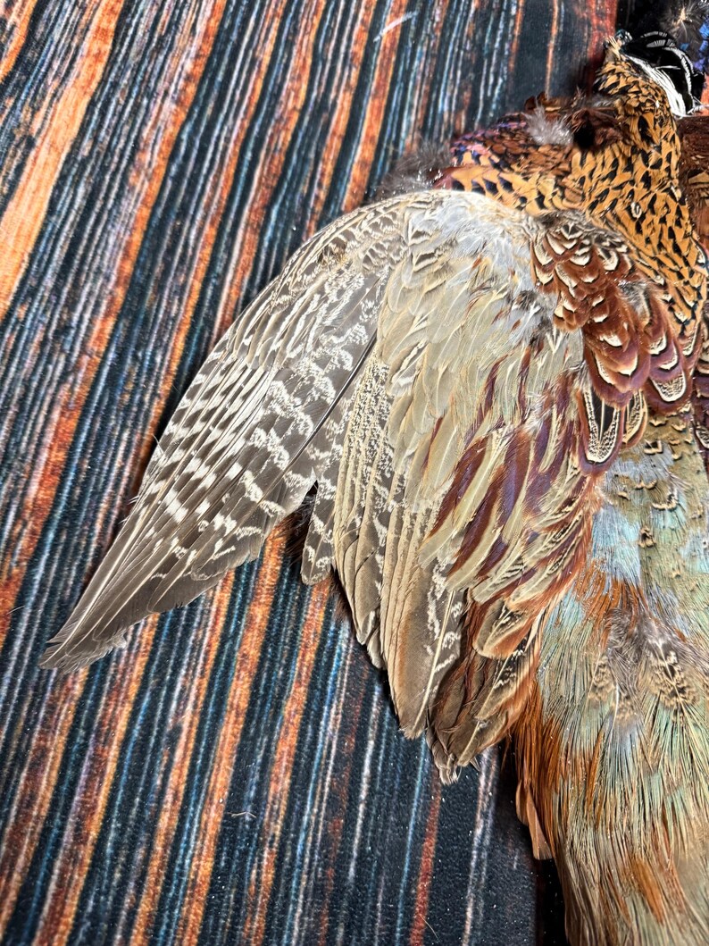 Real Ringneck Pheasant Skin Feather Millinery Bustle Western Decor Art ...
