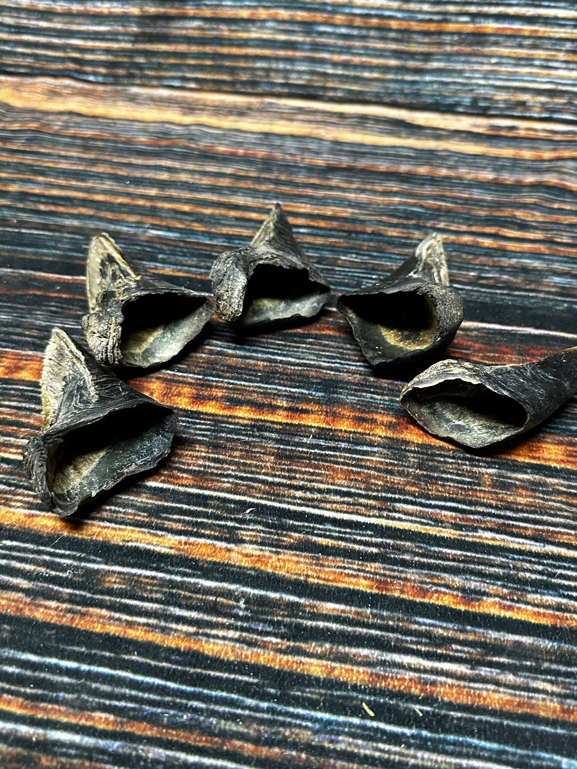 5 Real Elk Hooves Foot Native American Beads Art Craft Supply ...