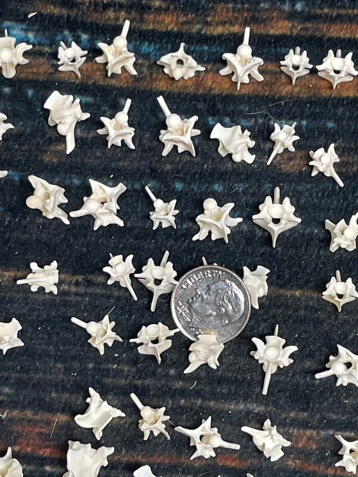 100 Real Rattlesnake Vertebrae Vertebrea Bone Gothic Voodoo - Etsy