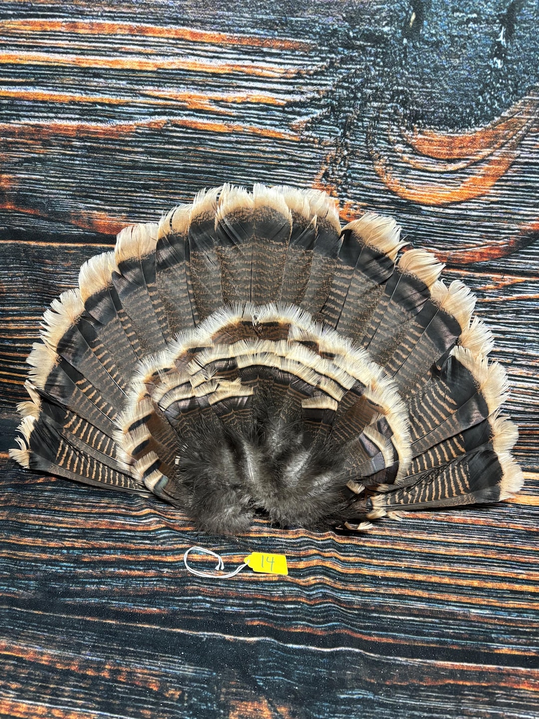 Real Wild Turkey Tail Merriam Feather Millinery Big Hen Decoy Bustle ...