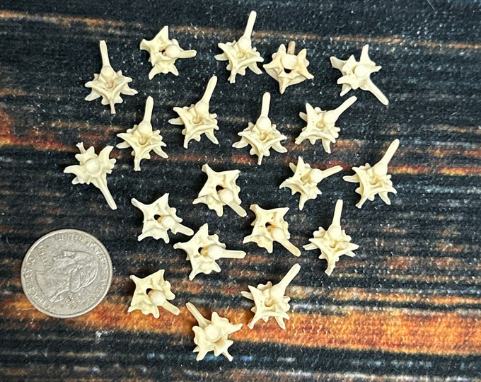 20 Real HUGE Rattlesnake Vertebrae Bone Gothic Voodoo Witchcraft Craft ...