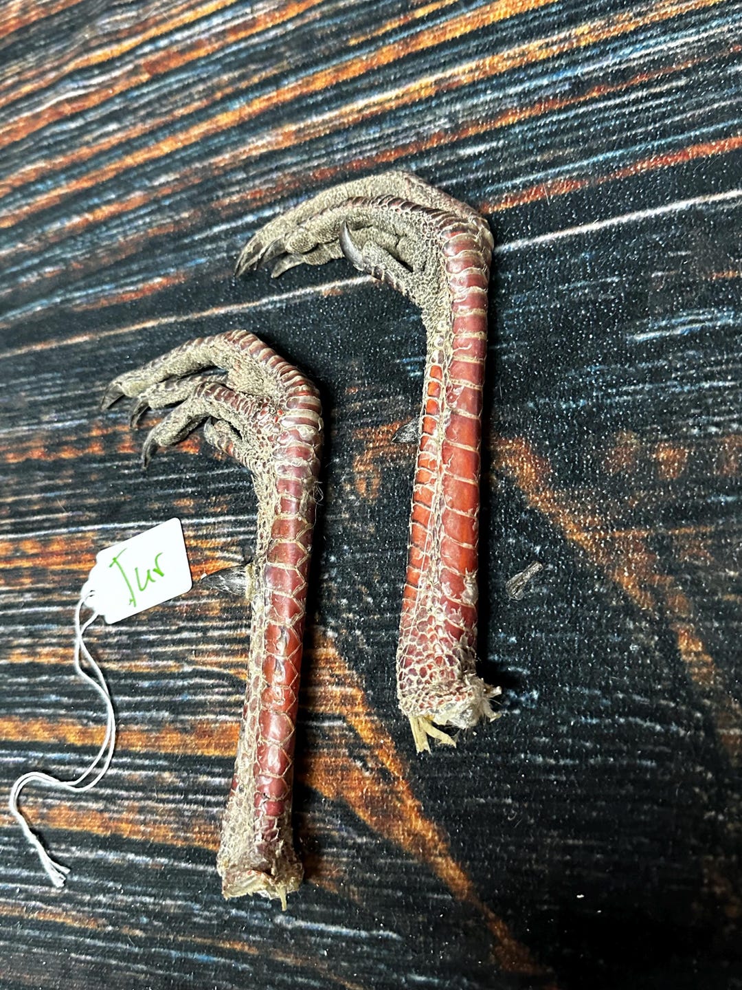 Real Wild Turkey Feet Pair Taxidermy Repair Animal Mount Witchcraft ...