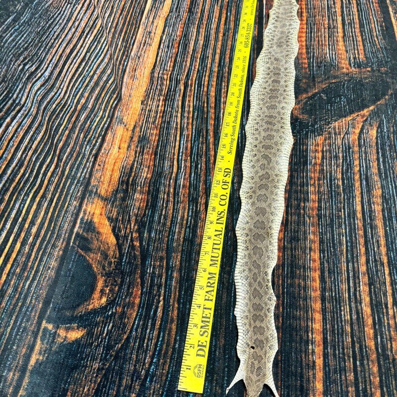 Rattlesnake Skin - Etsy
