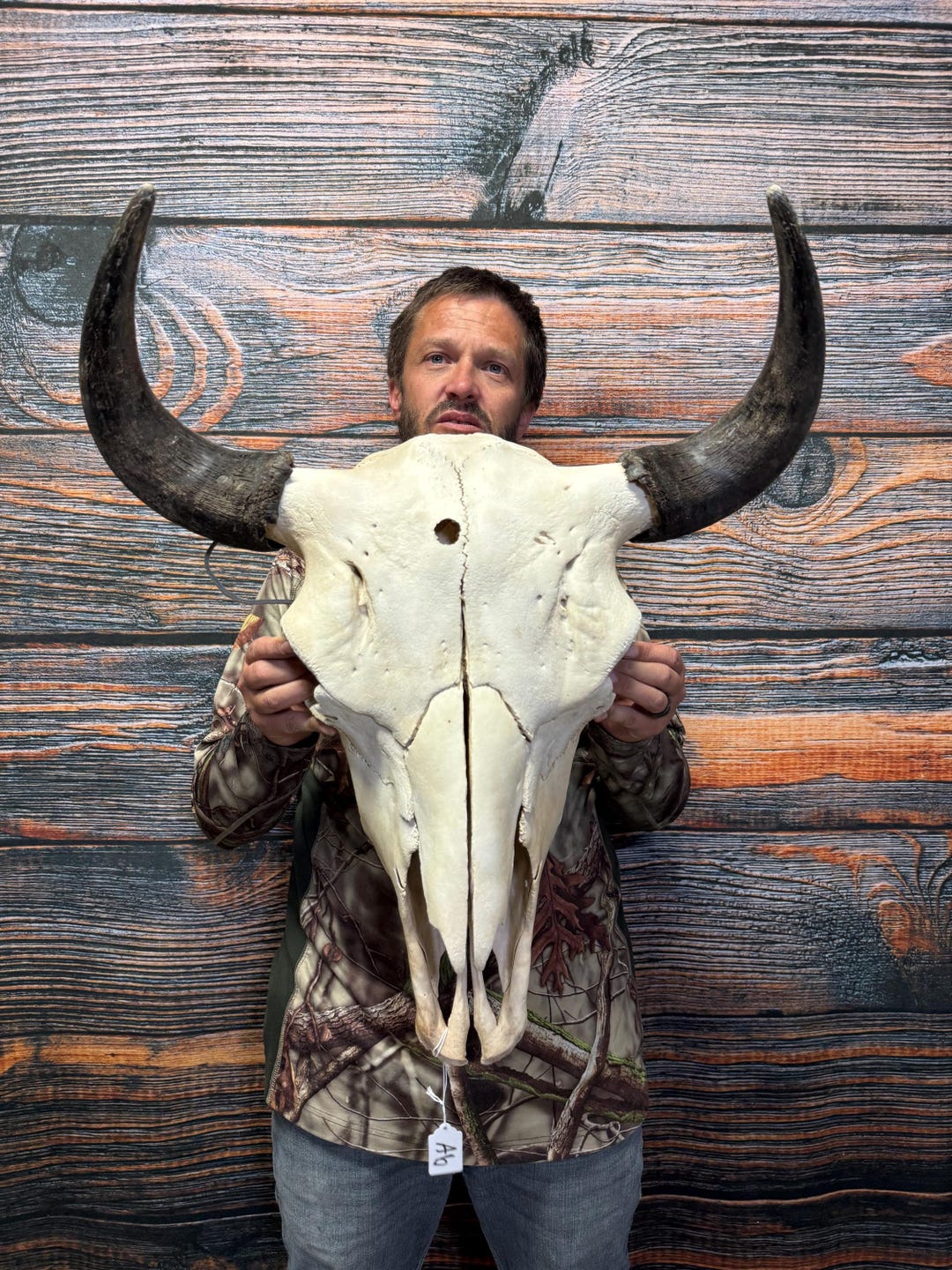 Real American Bison Buffalo Skull Bone Western Yard Decor Art Craft ...