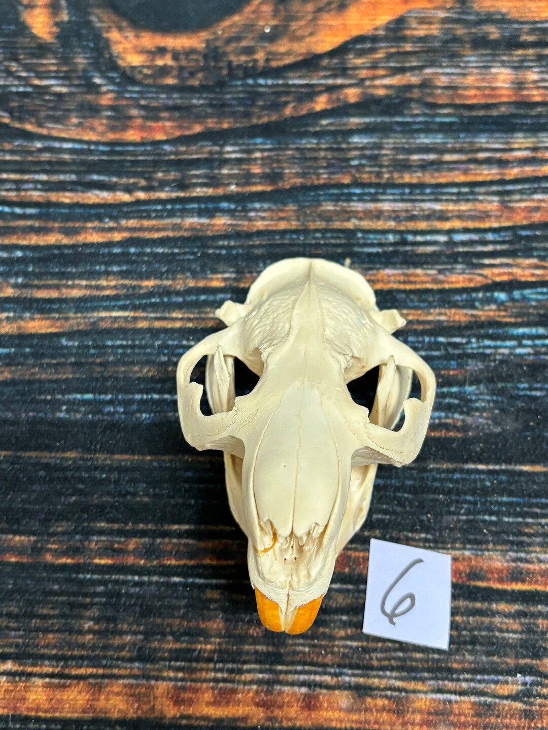 Real XXL Beaver Skull Gothic Unique Gift Halloween Witchcraft Cabin Man ...