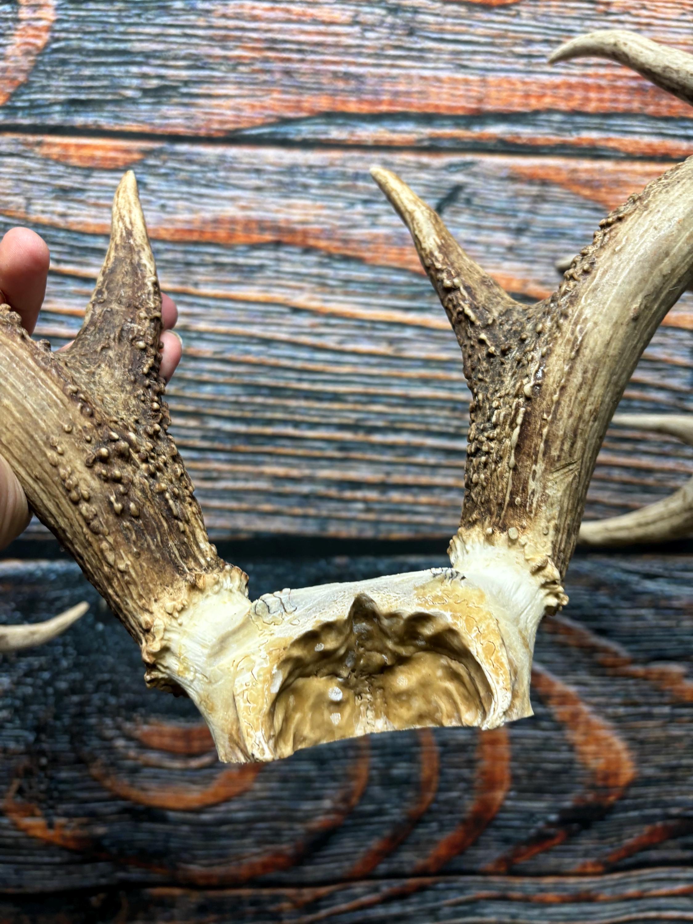 Trophy Wild 10 Point Whitetail Deer Rack Antler Mount Horn Head Unique ...