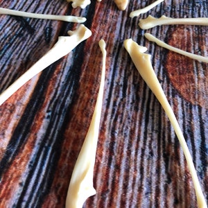 10 Real Red Fox Leg Bones Art Craft Supply Jewelry Earring Gothic ...