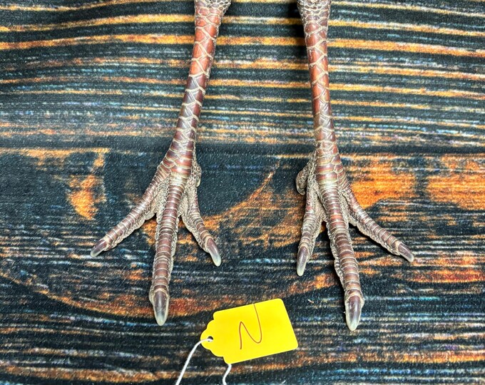 Real Royal Palm Turkey Feet Pair Taxidermy Repair Animal Mount ...